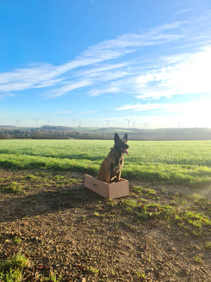Using a position box to improve recall – Anglian Dog Works