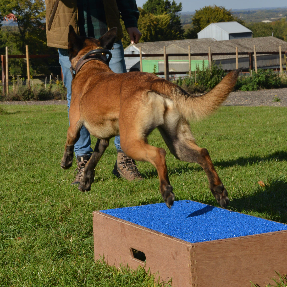 Training Bark & Hold using a Position Box – Anglian Dog Works