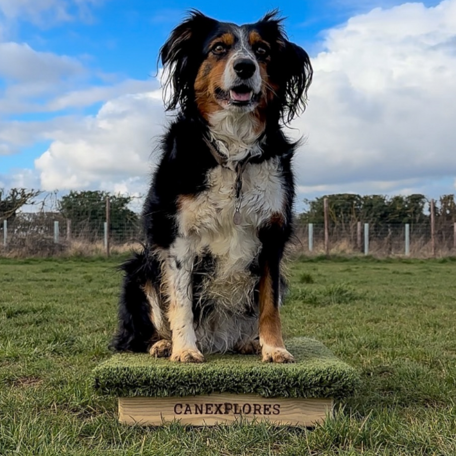 Premium Dog Place Boards for Training - Wooden Dog Obedience Platform ...