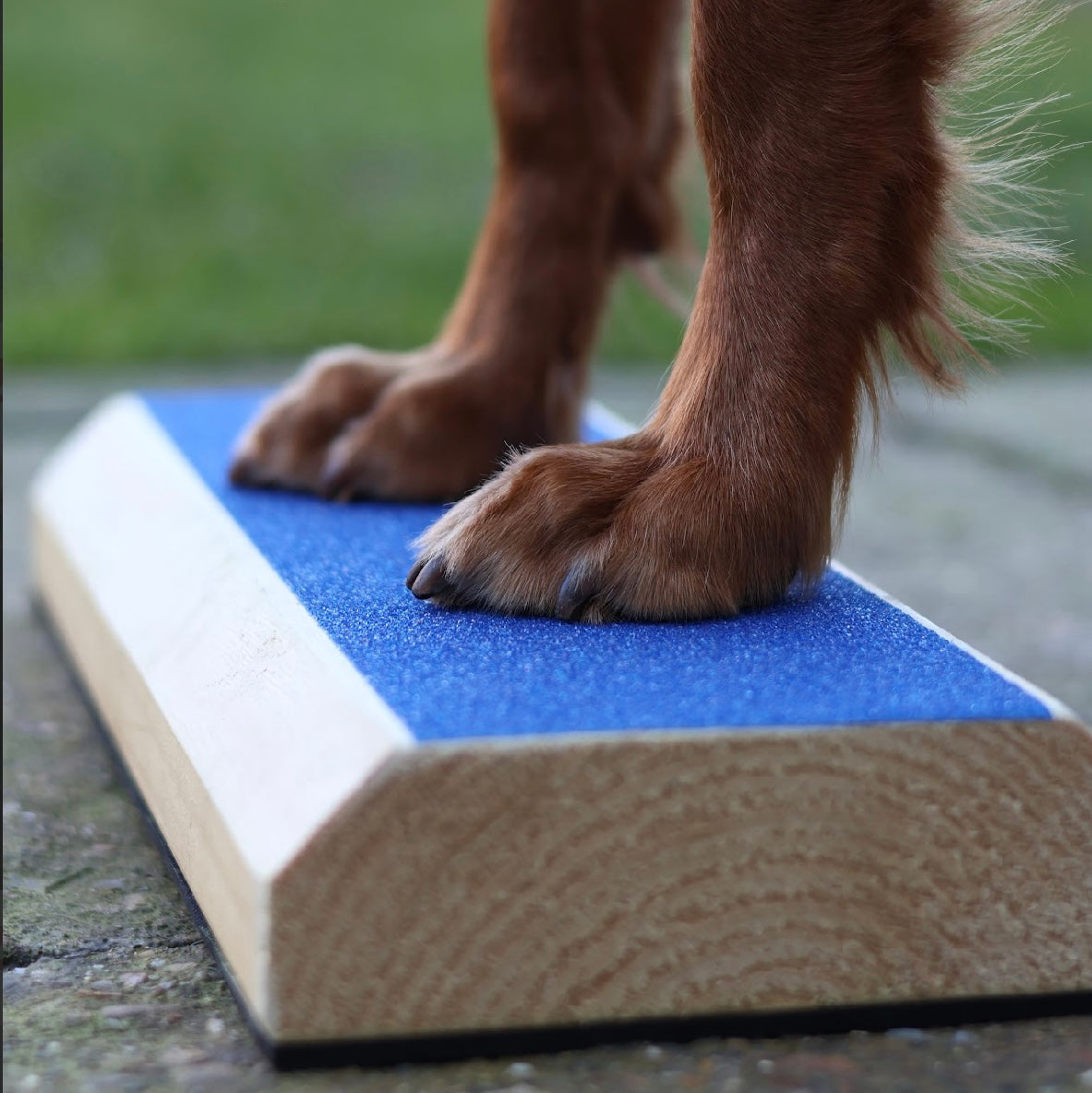Balance Bars for Dog Training, Fitness & Stacking Practice – Anglian ...