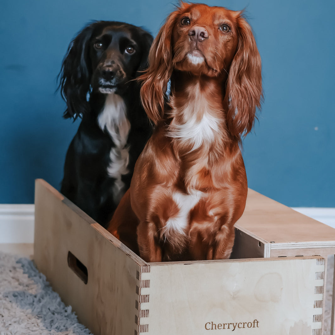 Dog Position Box for Training | Shaping Box for Obedience & Precision ...