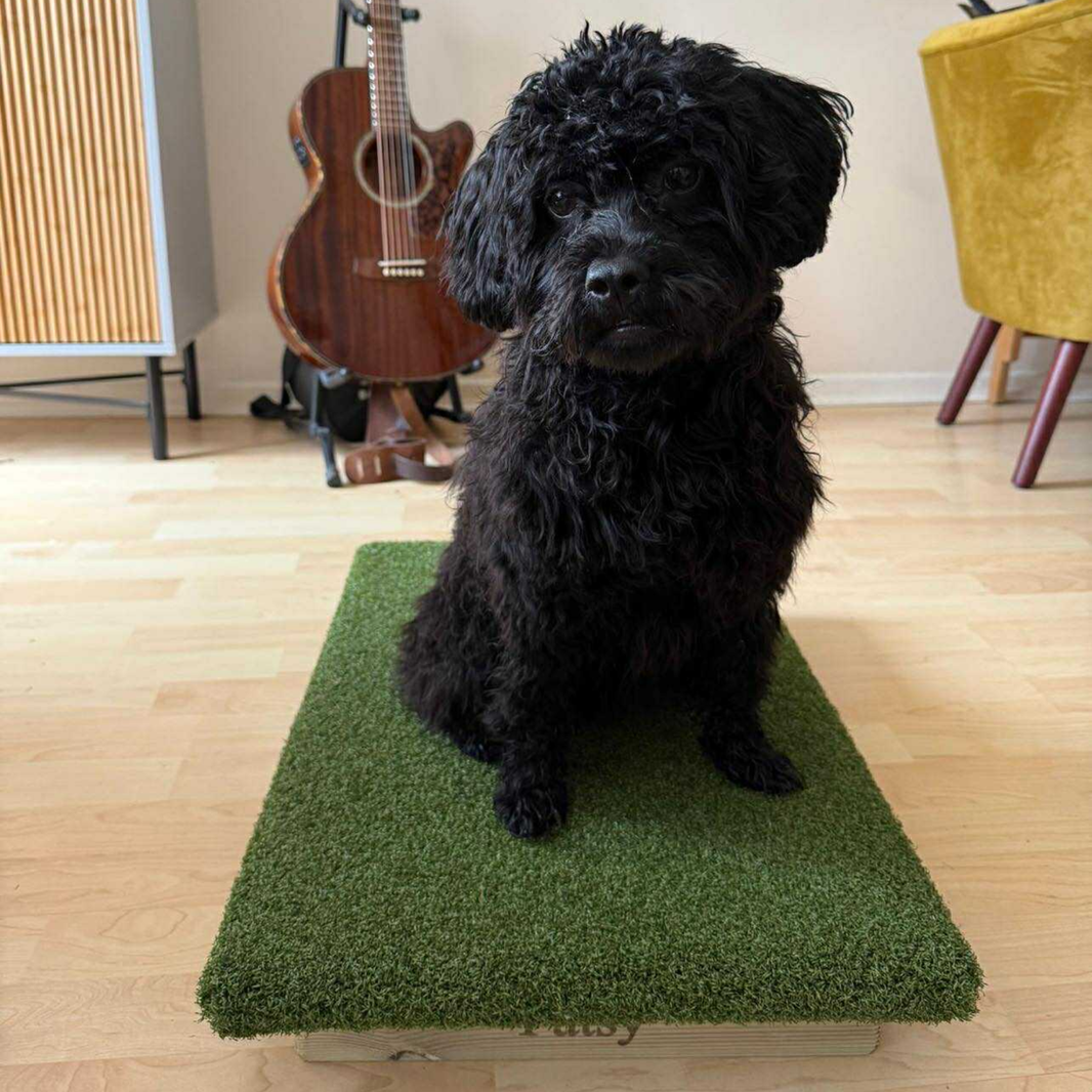 Dog Place Boards for Training & Obedience | Anglian Dog Works