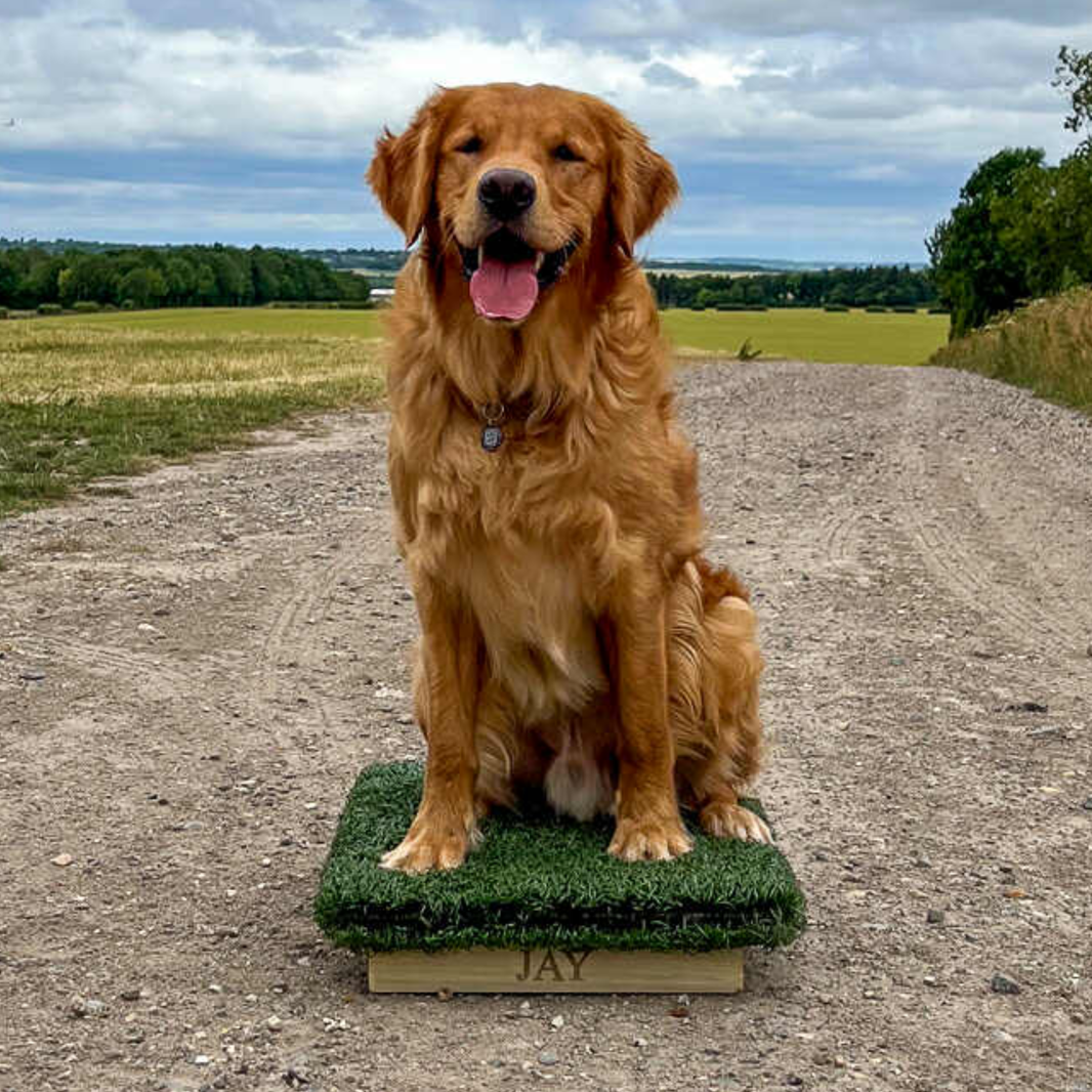 Dog Place Boards for Training & Obedience | Anglian Dog Works