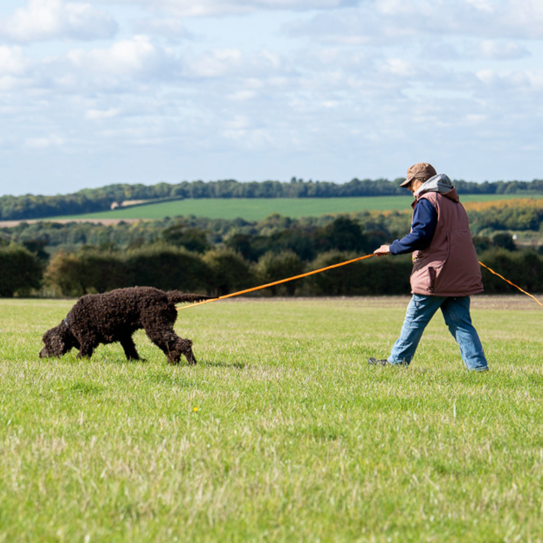Dog Trainer in Cambridge: Scentwork & Tracking Classes – Anglian Dog Works