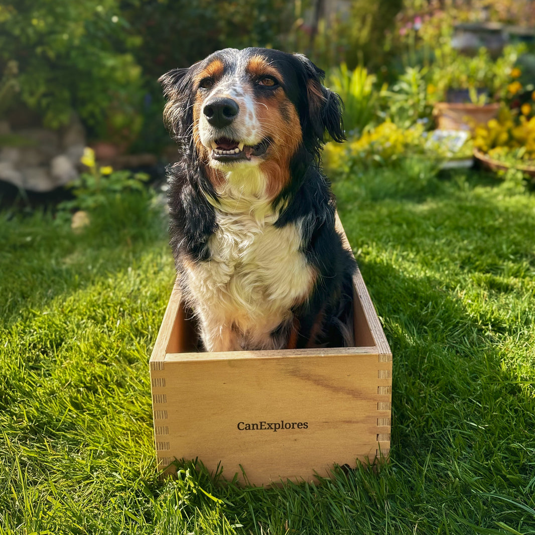 Dog Position Box for Training | Shaping Box for Obedience & Precision ...